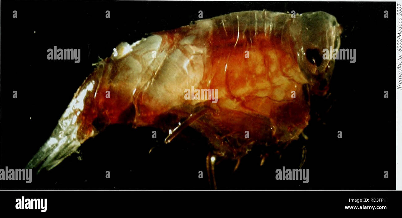 Deep sea amphipod hi-res stock photography and images - Alamy