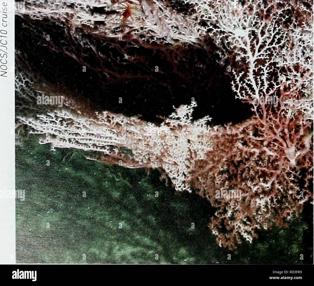 . Deep-sea biodiversity and ecosystems - a scoping report on their ...