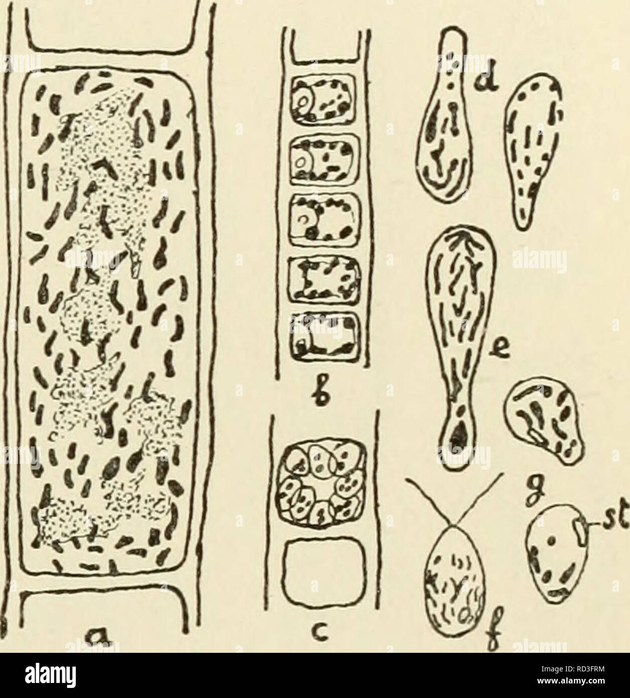 Tem plant cell hi-res stock photography and images - Alamy