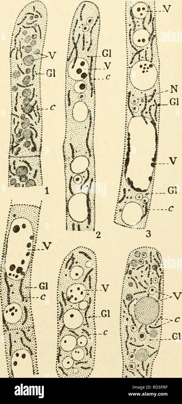 . The cytoplasm of the plant cell. Plant cells and tissues; Protoplasm ...