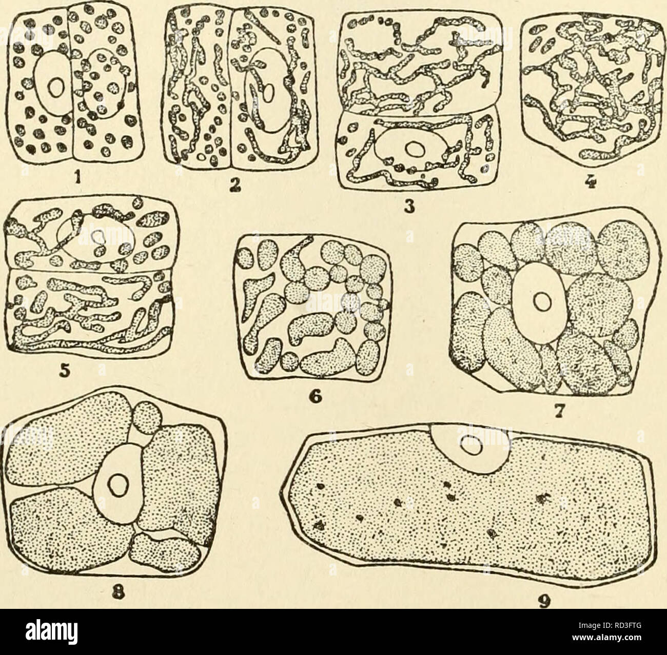 Chondriosome hi-res stock photography and images - Alamy