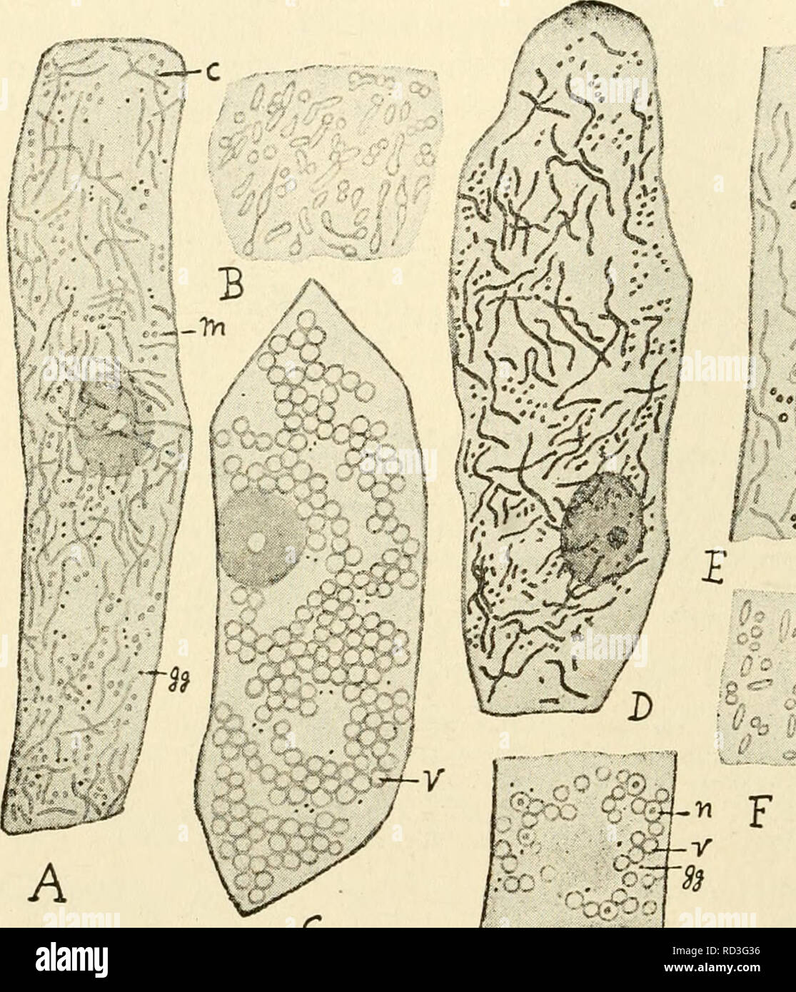 . The cytoplasm of the plant cell. Plant cells and tissues; Protoplasm ...