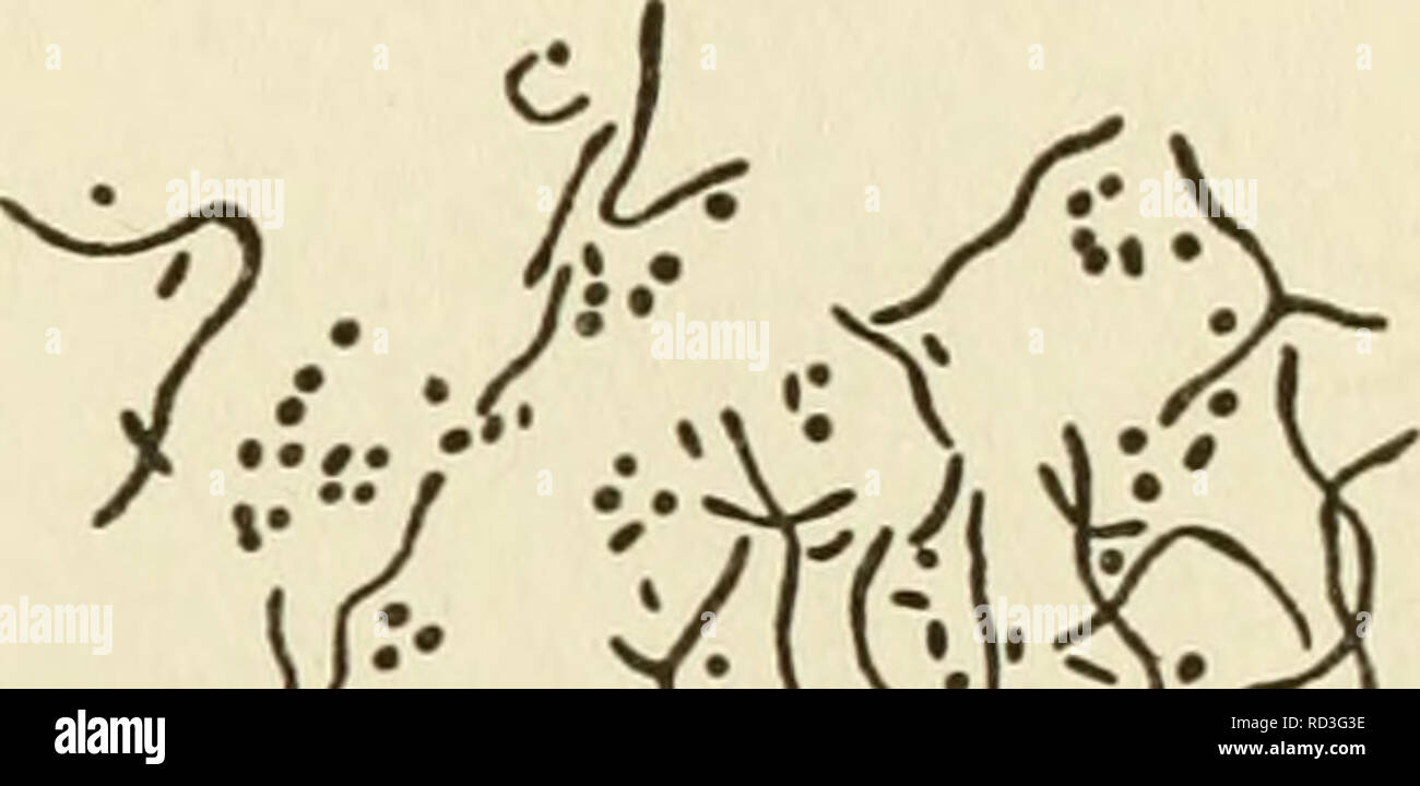 . The cytoplasm of the plant cell. Plant cells and tissues; Protoplasm ...