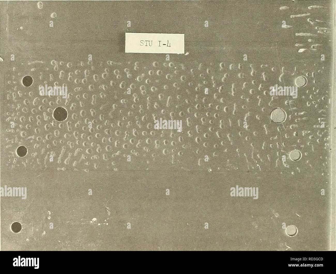 Marine borer hi-res stock photography and images - Alamy