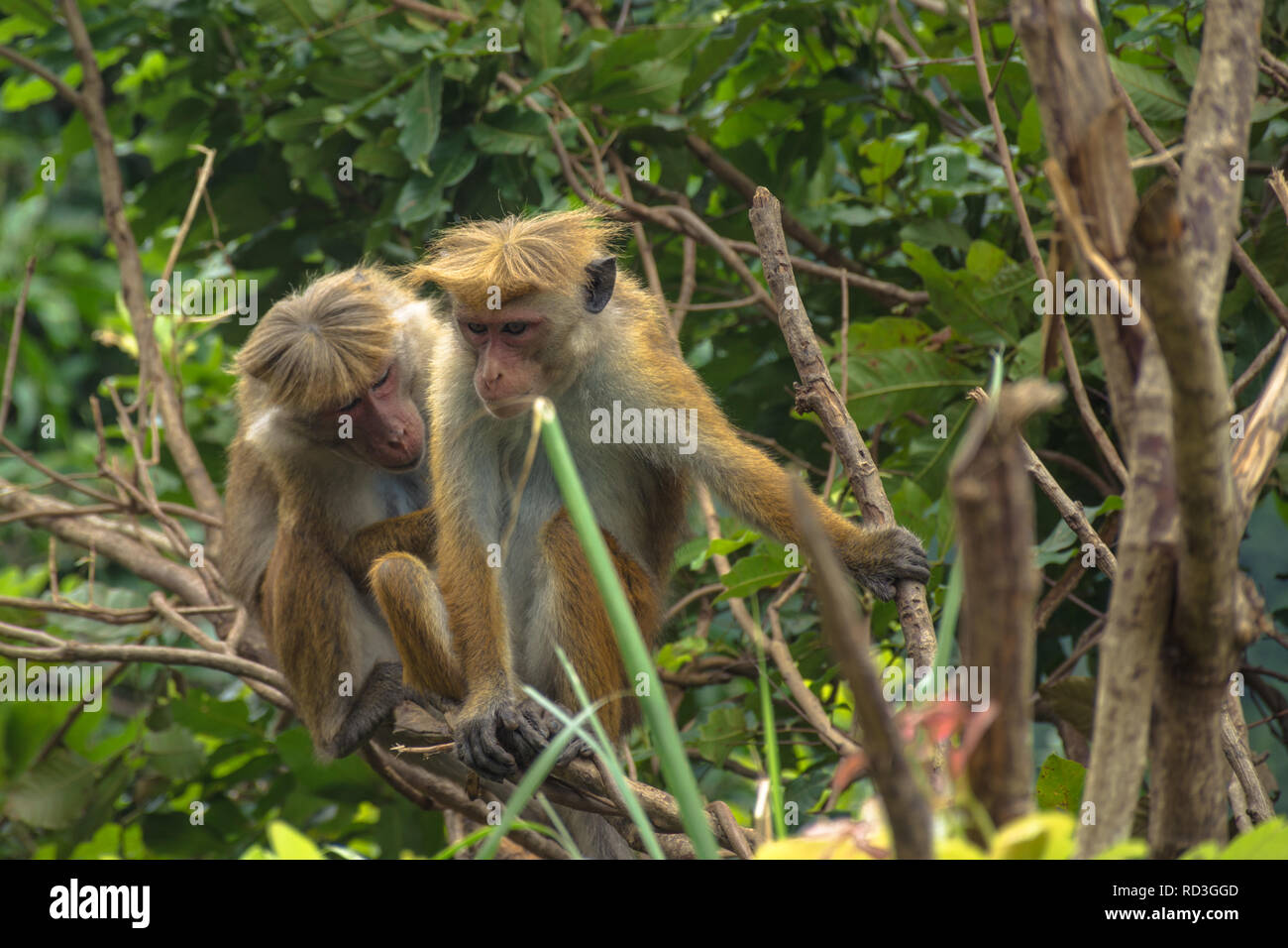 Two monkeys in a tree Stock Photo - Alamy