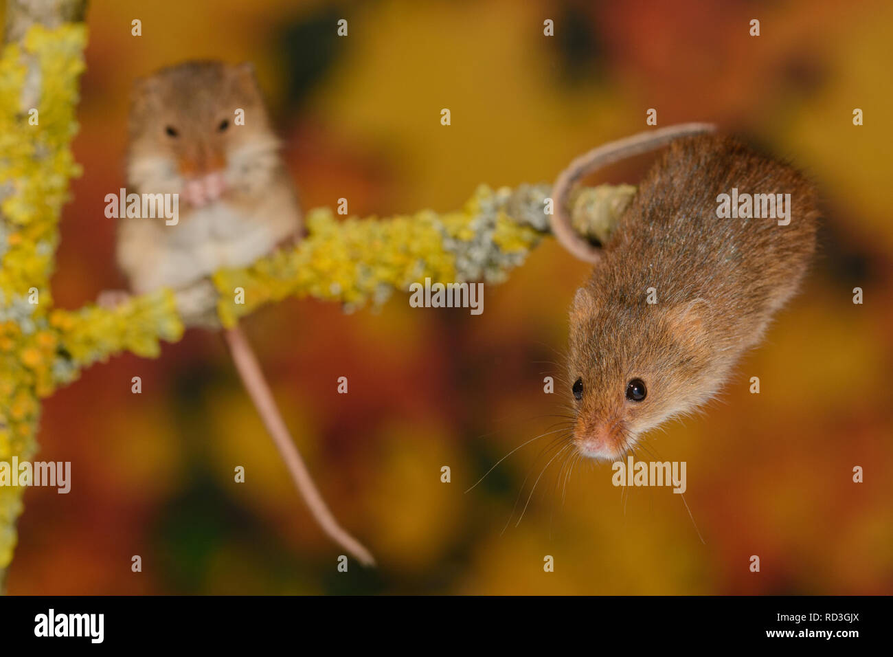 Super cute Harvest mice. Harvest mice are the smallest native mammal in ...