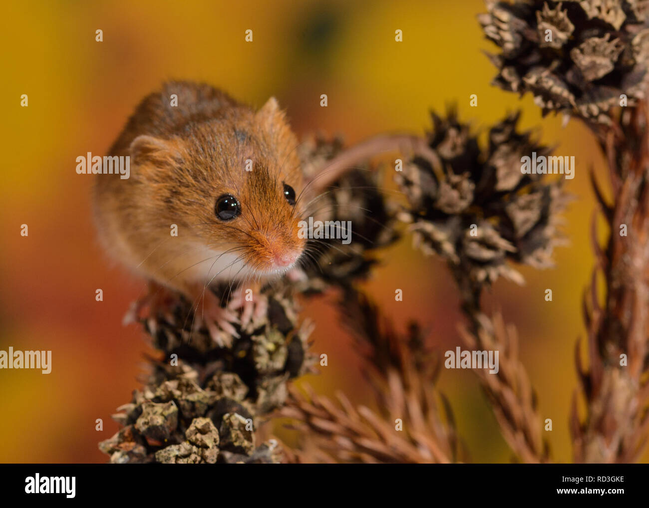 A super cute Harvest mouse. Harvest mice are the smallest native mammal ...