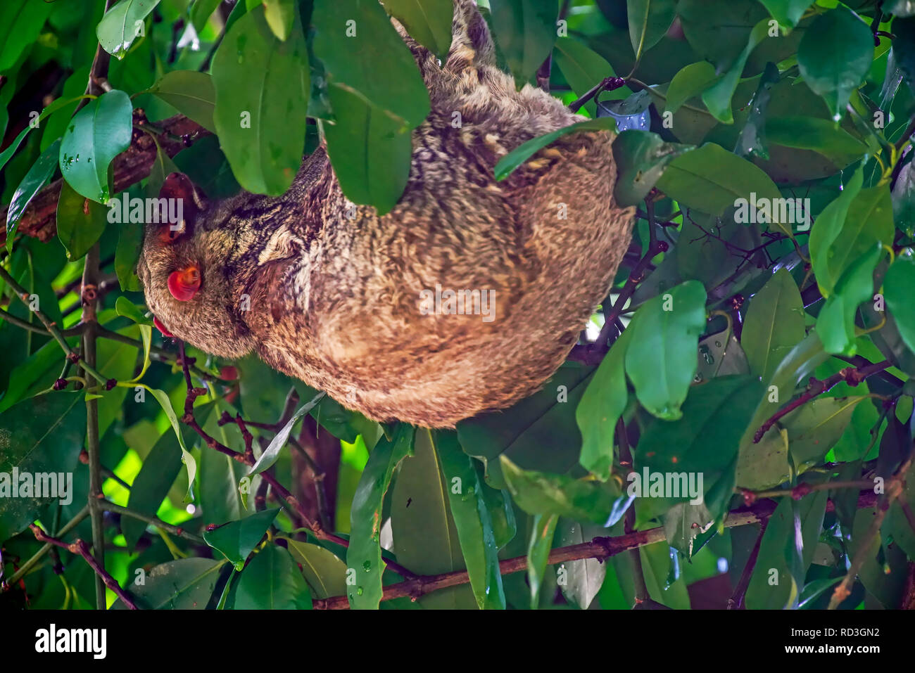 Proficient gliders hi-res stock photography and images - Alamy