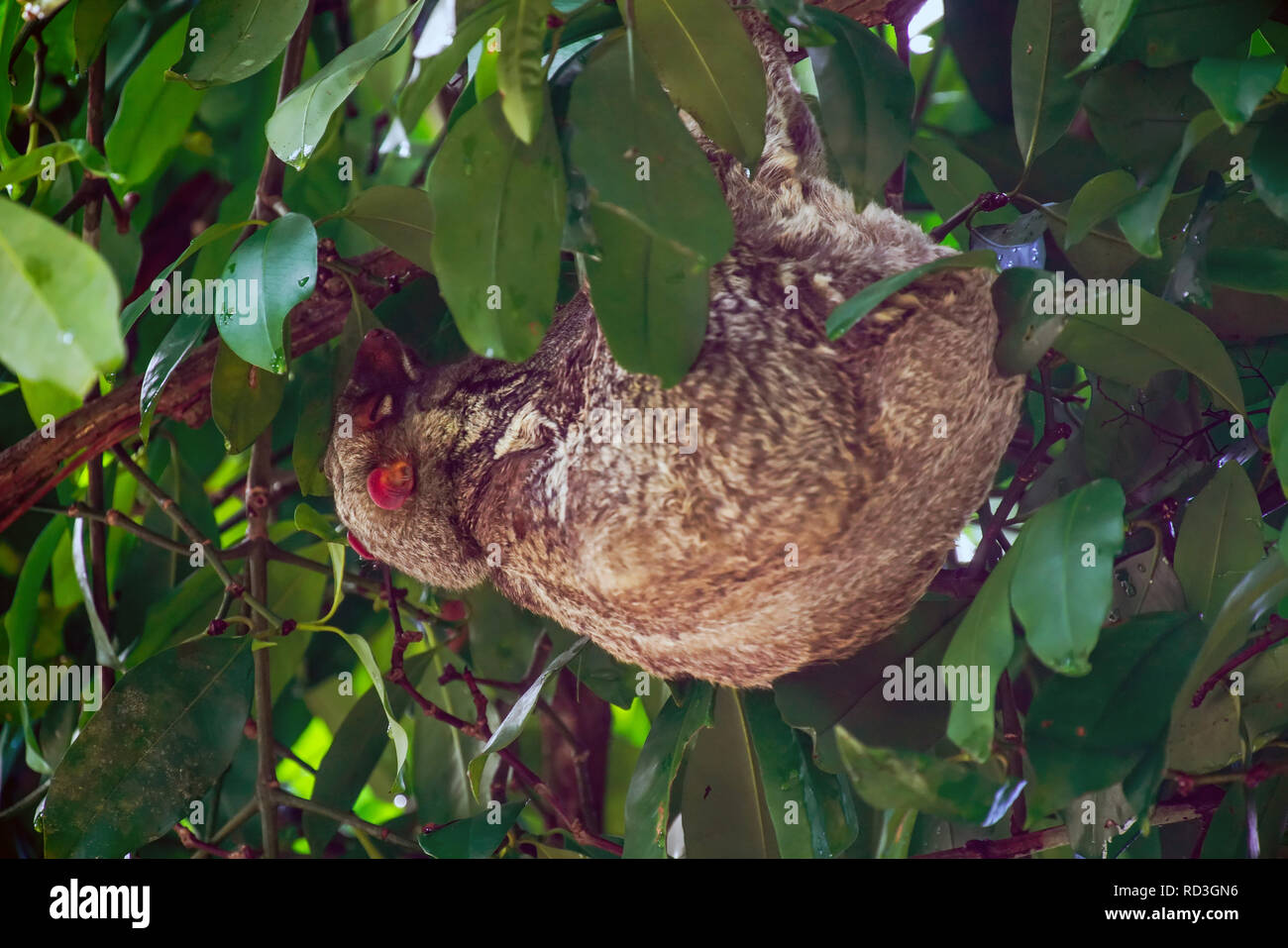 The Sunda flying lemur (Galeopterus variegatus) or Sunda colugo, also ...