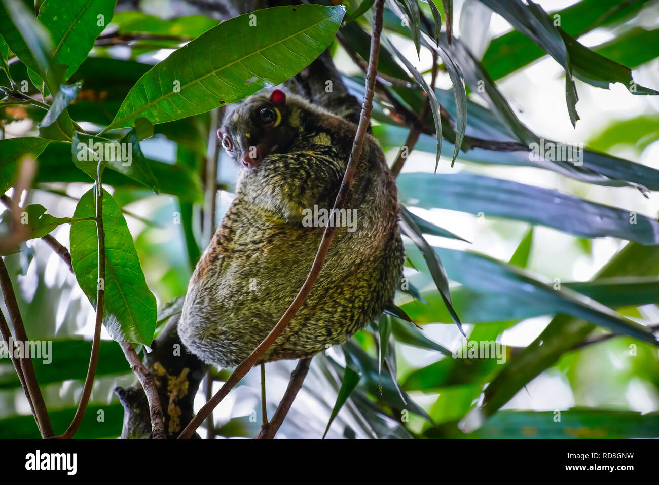 Colugo flying lemur hi-res stock photography and images - Alamy