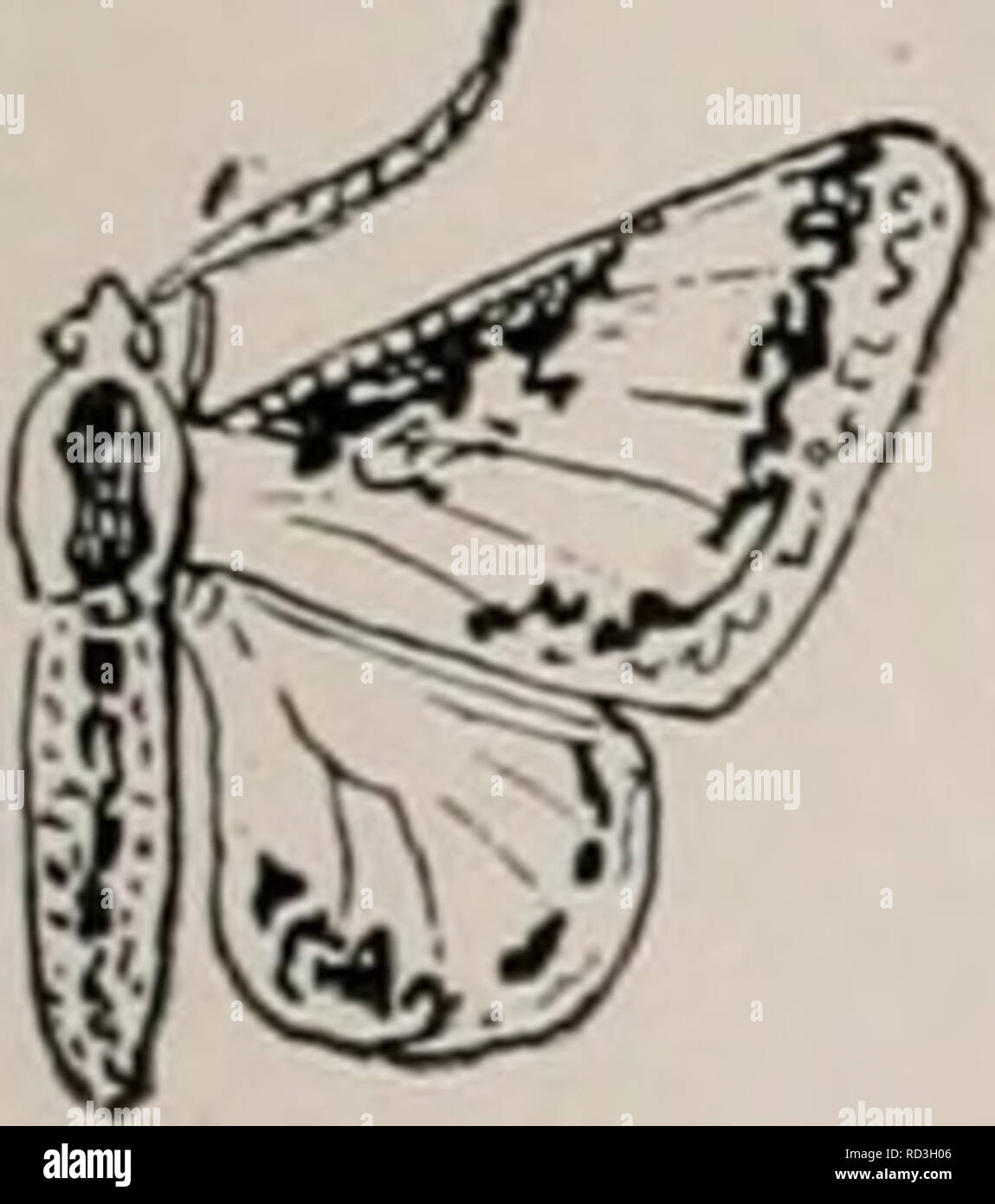 . The day butterflies and duskflyers of New England, how to find and ...