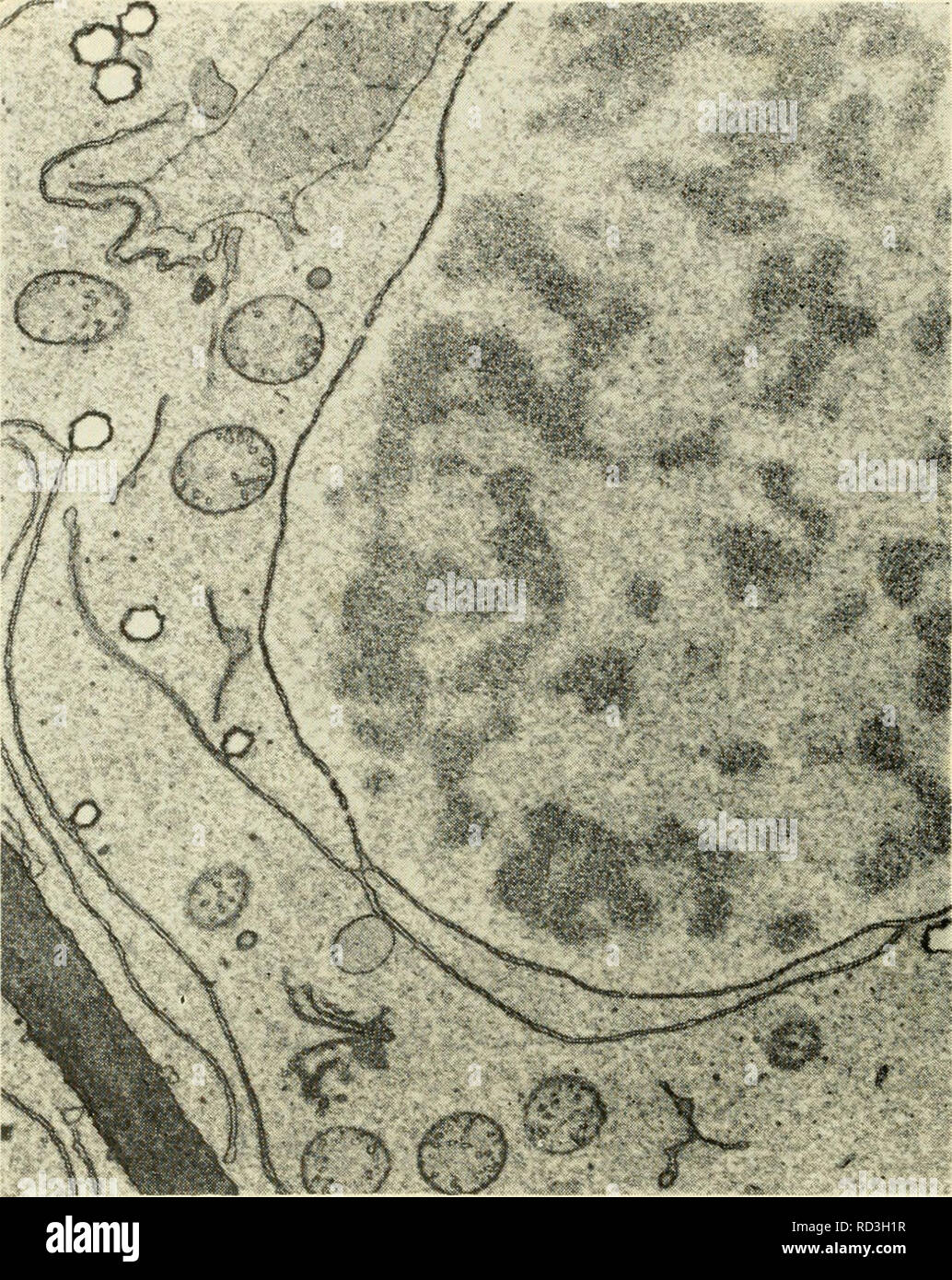 Mitochondria micrograph hi-res stock photography and images - Alamy