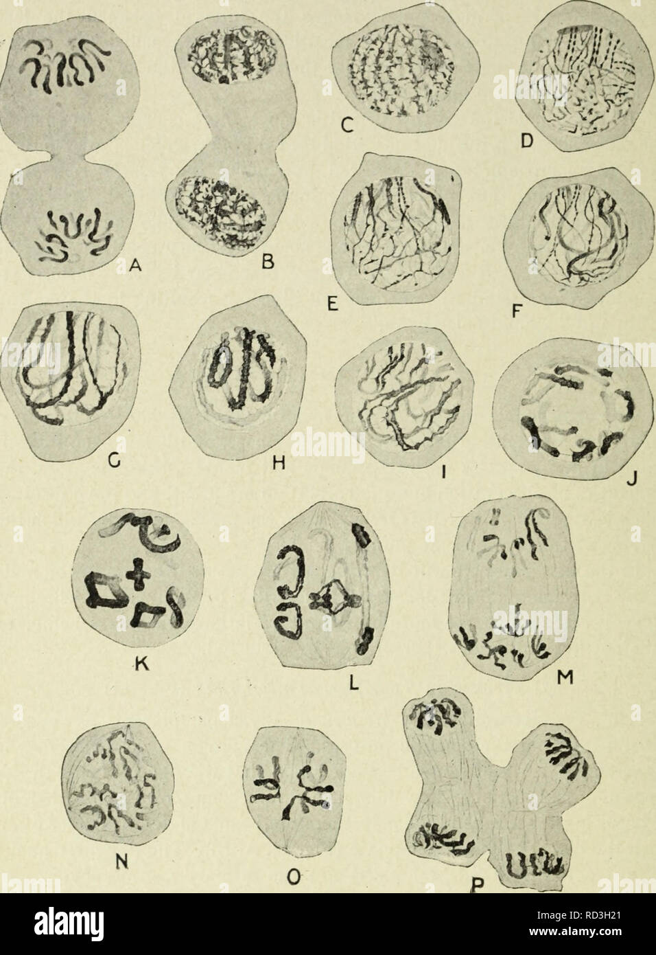 Late prophase i hi-res stock photography and images - Alamy