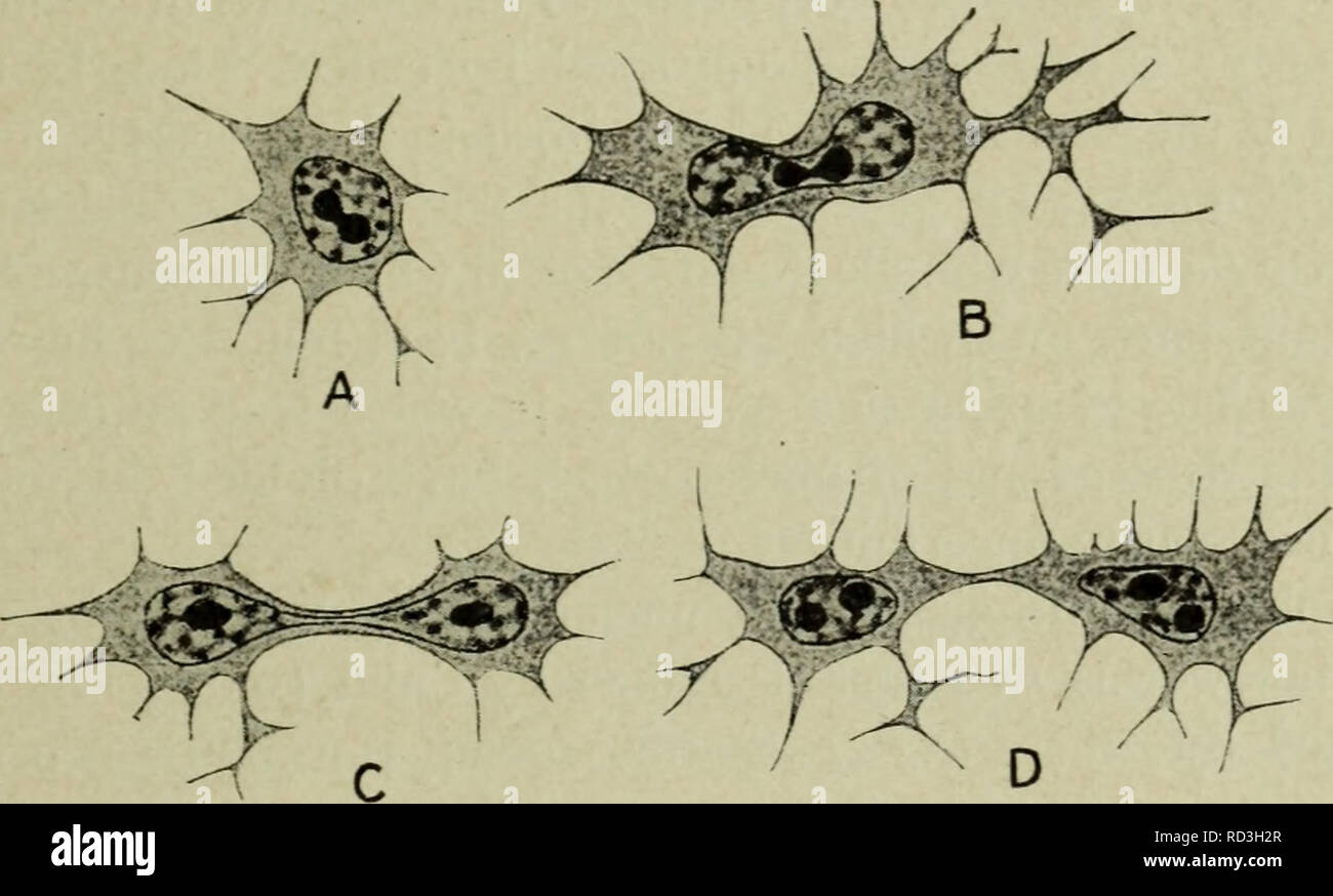 Lobed nucleus hi-res stock photography and images - Alamy