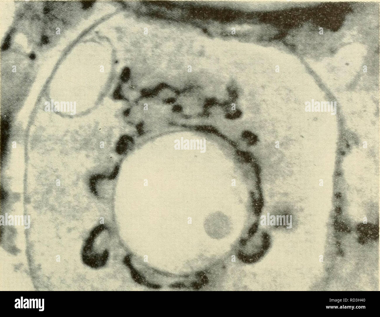 Photomicrograph neuron hi-res stock photography and images - Alamy