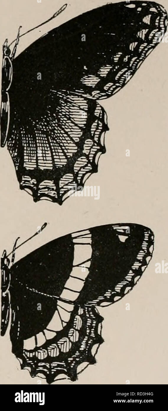 . The day butterflies and duskflyers of New England, how to find and ...