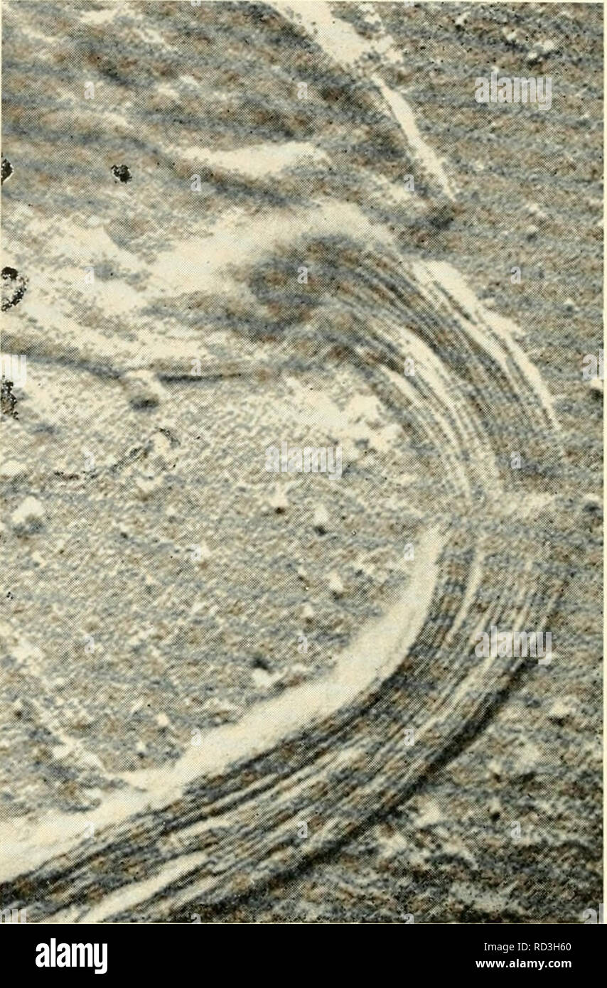. The cytology and life-history of bacteria. Bacteria. Fig. 67 THE ...