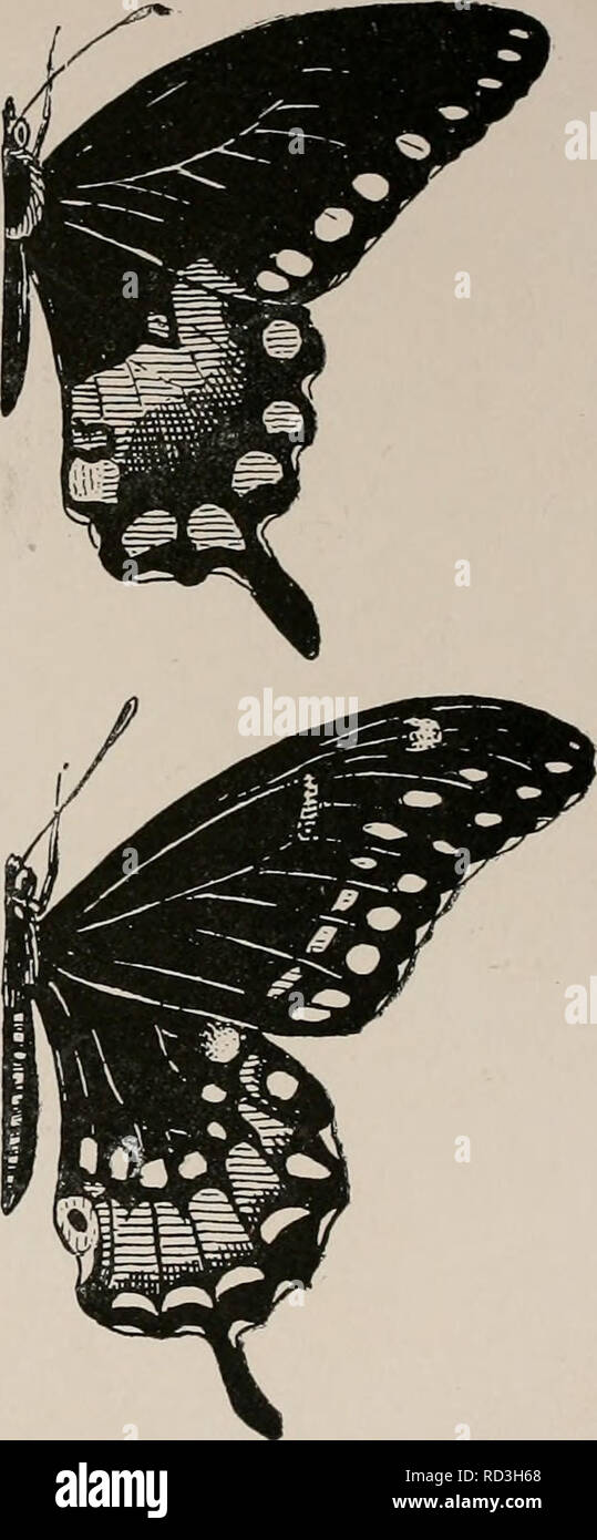 . The day butterflies and duskflyers of New England, how to find and ...