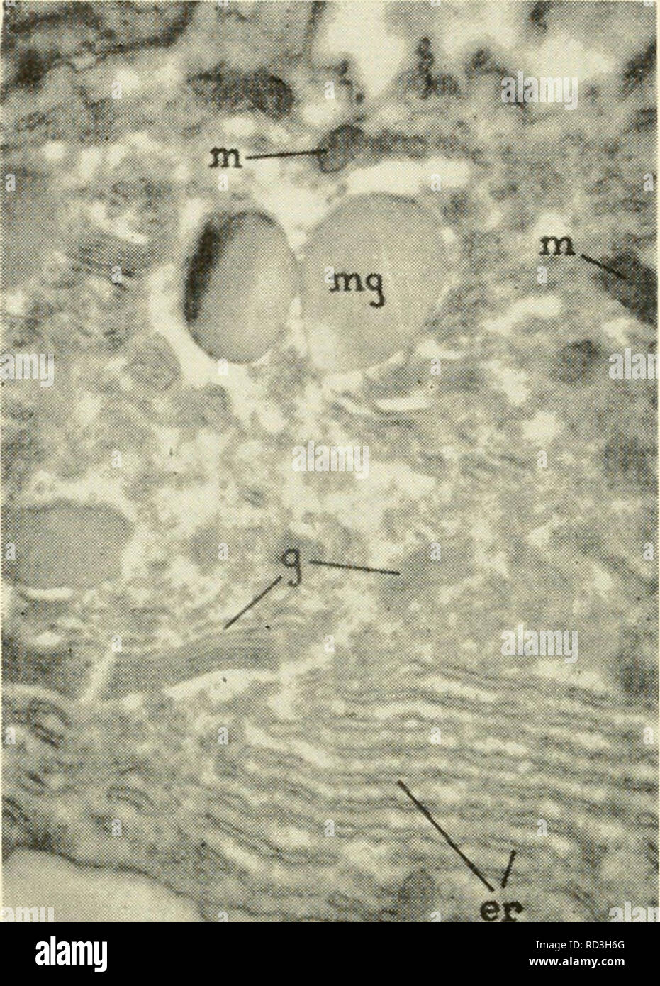 . Cytology. Cytology. double membranes separated from each other by an ...