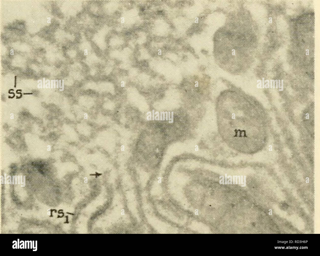Endoplasmic Reticulum Microscope