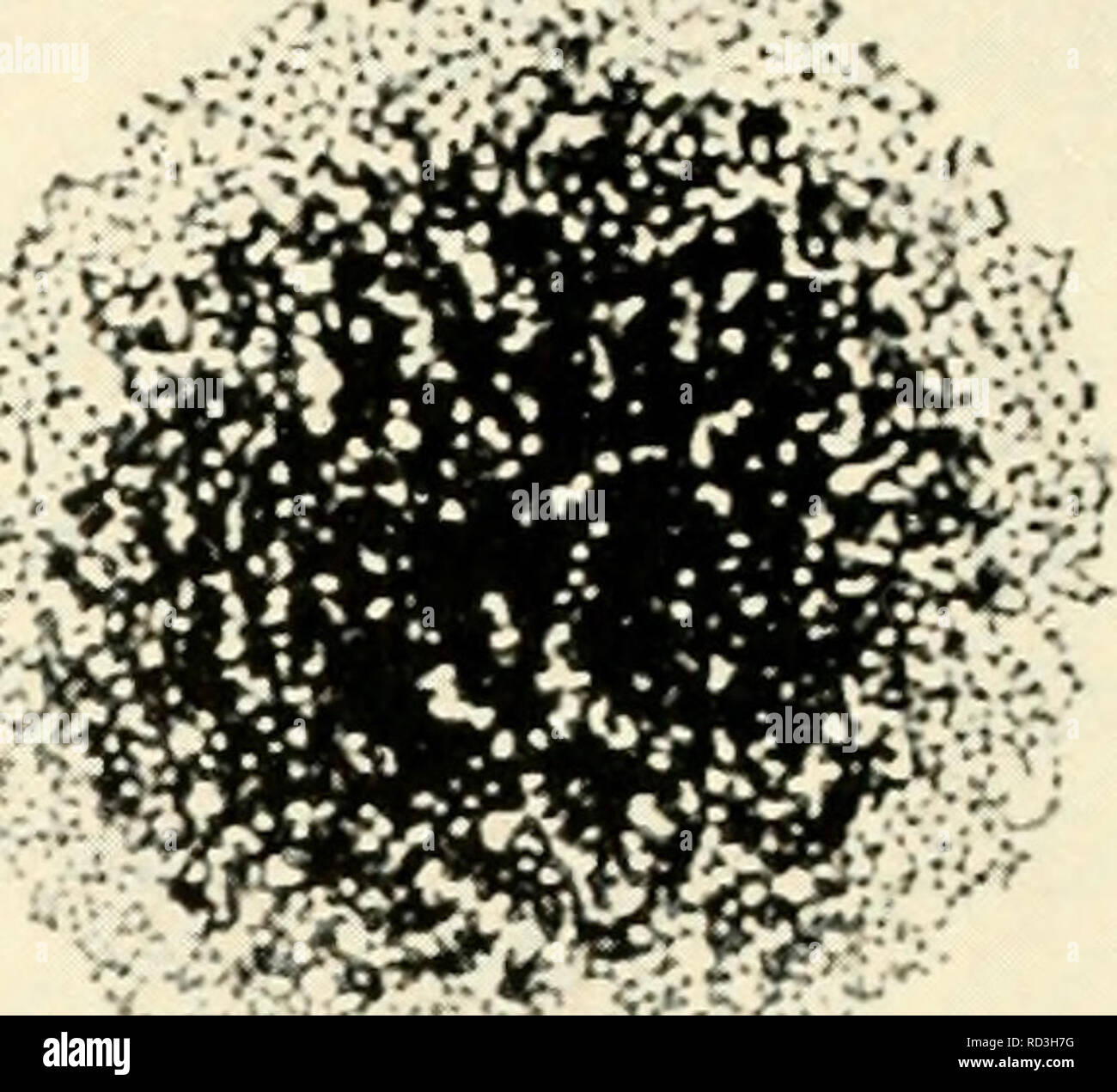 . The cytology and life-history of bacteria. Bacteria. [Reproducfd from ...