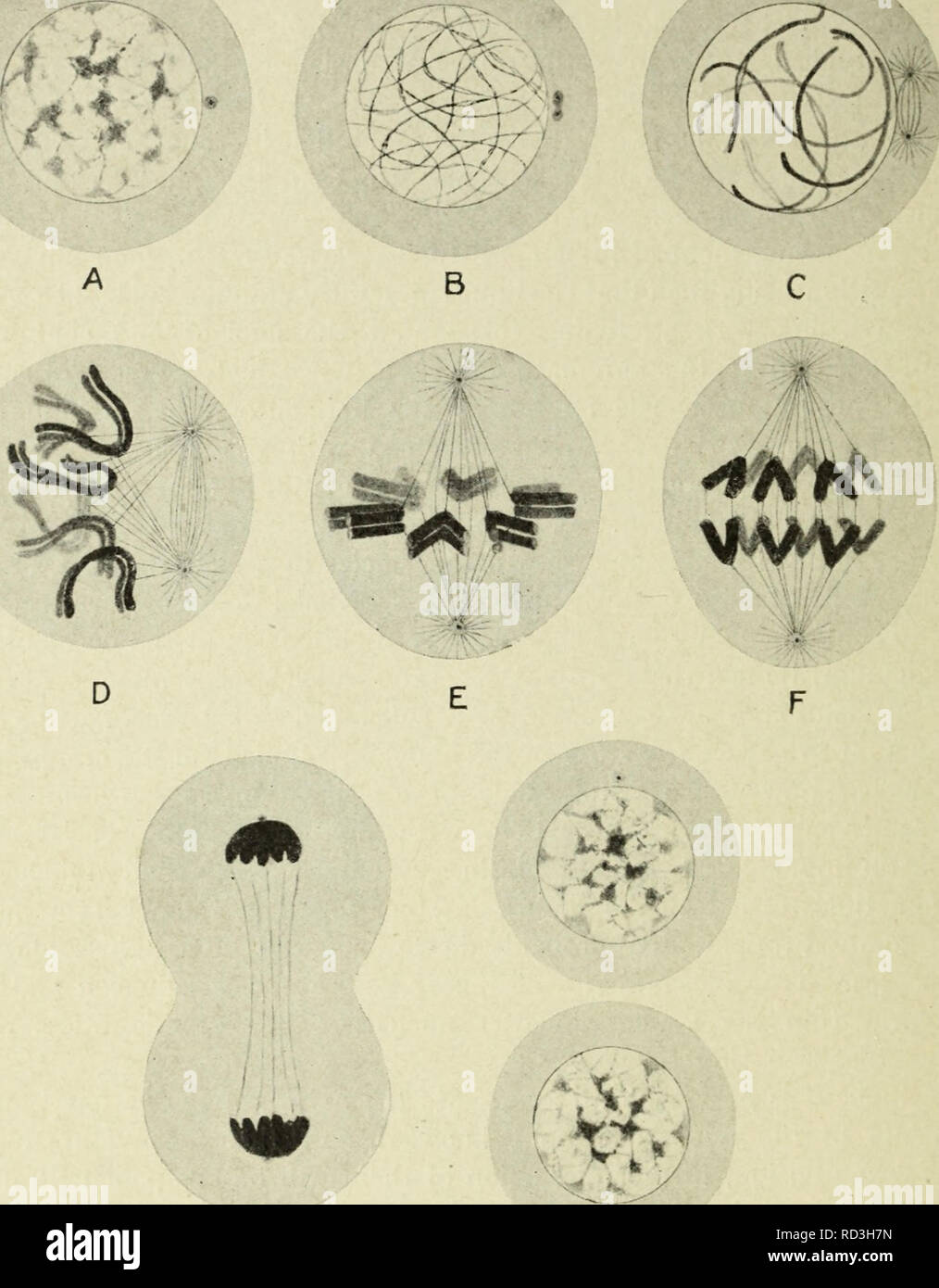 . Cytology, with special reference to the metazoan nucleus. Cells. 6 ...