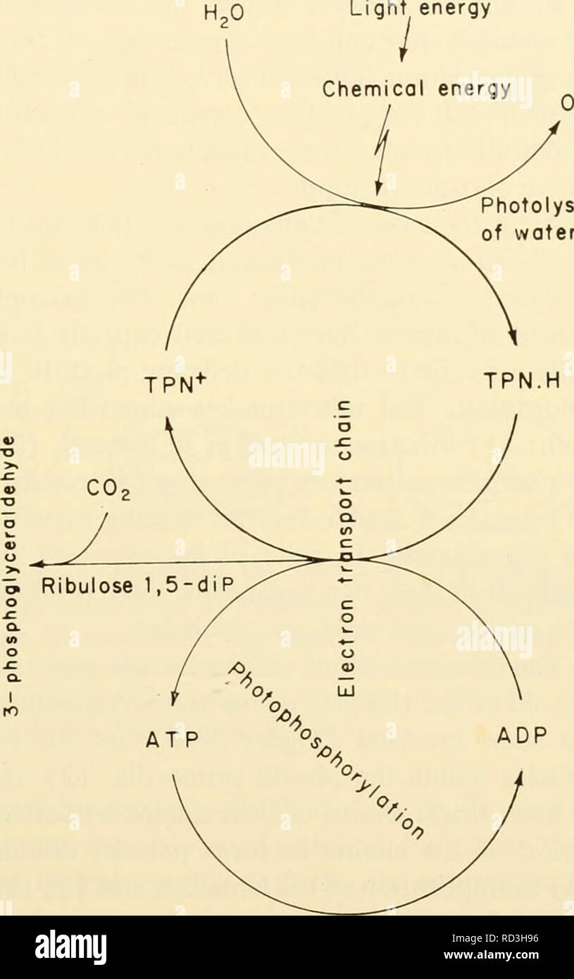 . Cytology. Cytology. reduction reactions. The over-all reaction of ...
