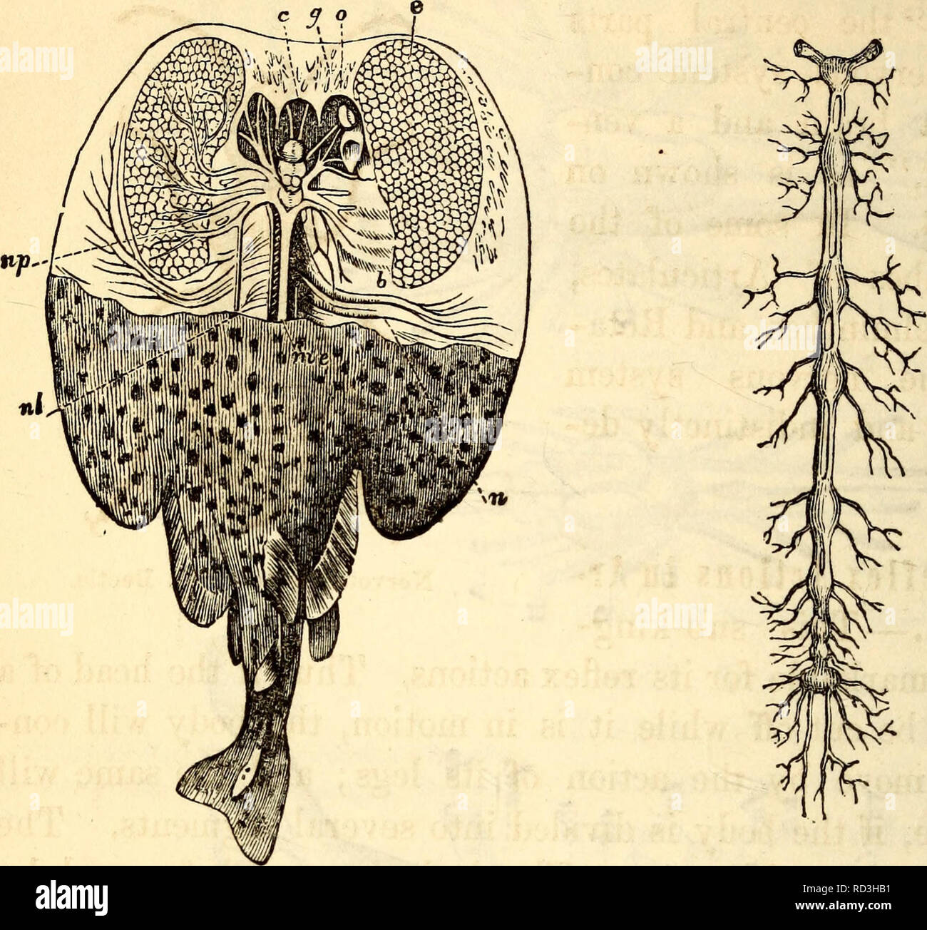 Fish Nervous System Compared To Human