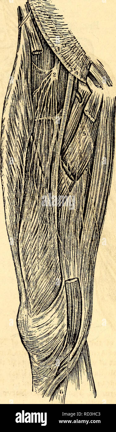 Posterior cutaneous nerve of the thigh hi-res stock photography and ...