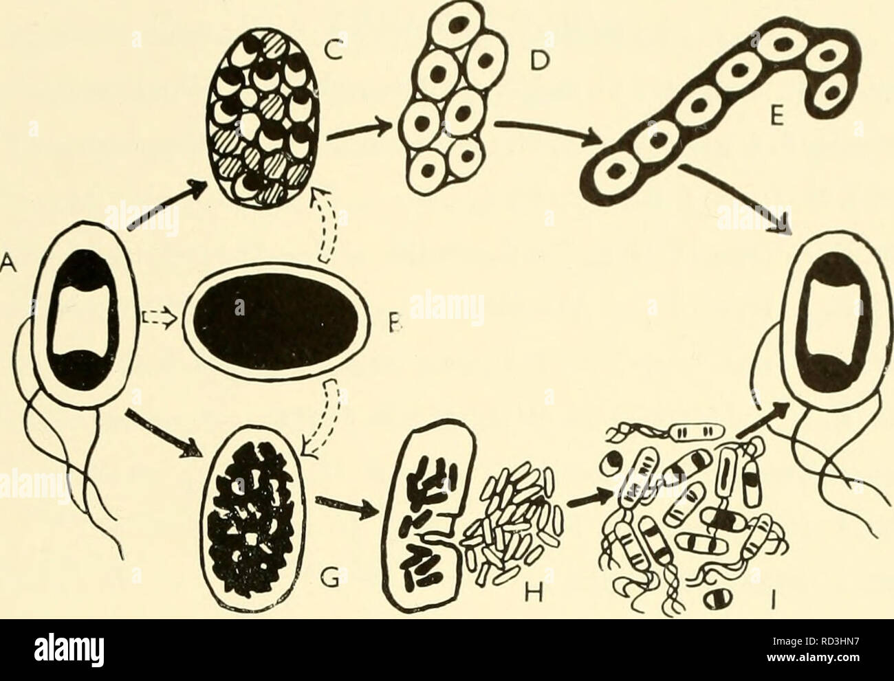 . The cytology and life-history of bacteria. Bacteria. LIFE-CYCLES IN BACTERIA 131. Fig. 58 LIFE ...