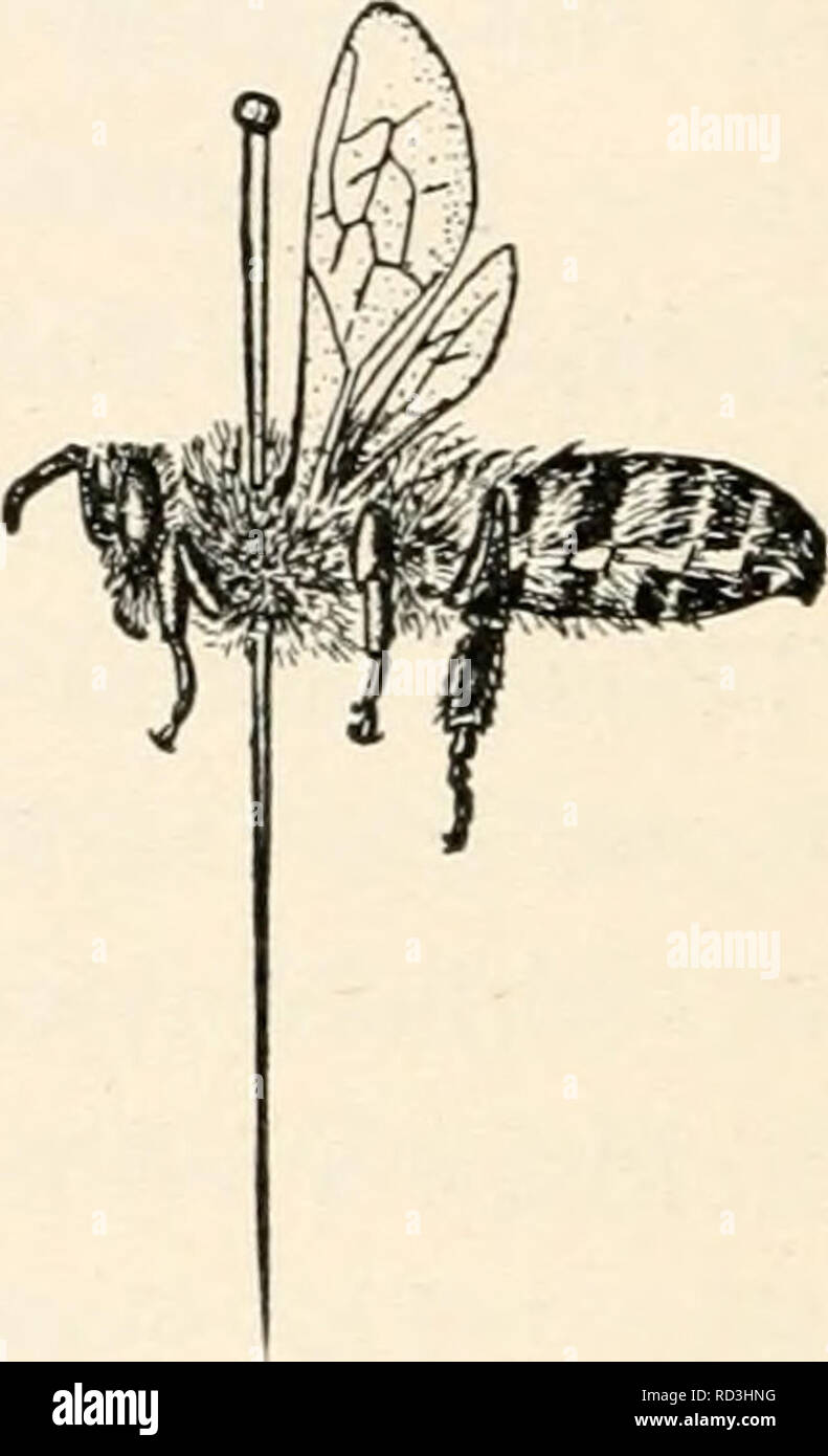 . Elementary entomology. Insects. FIG. 483. Showing method of pinning ...