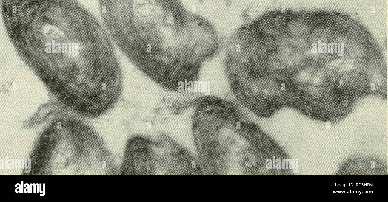 Cristae hi-res stock photography and images - Alamy