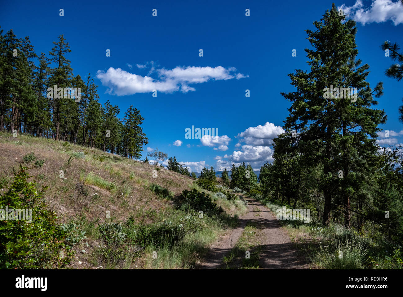 British woodland road hi-res stock photography and images - Alamy