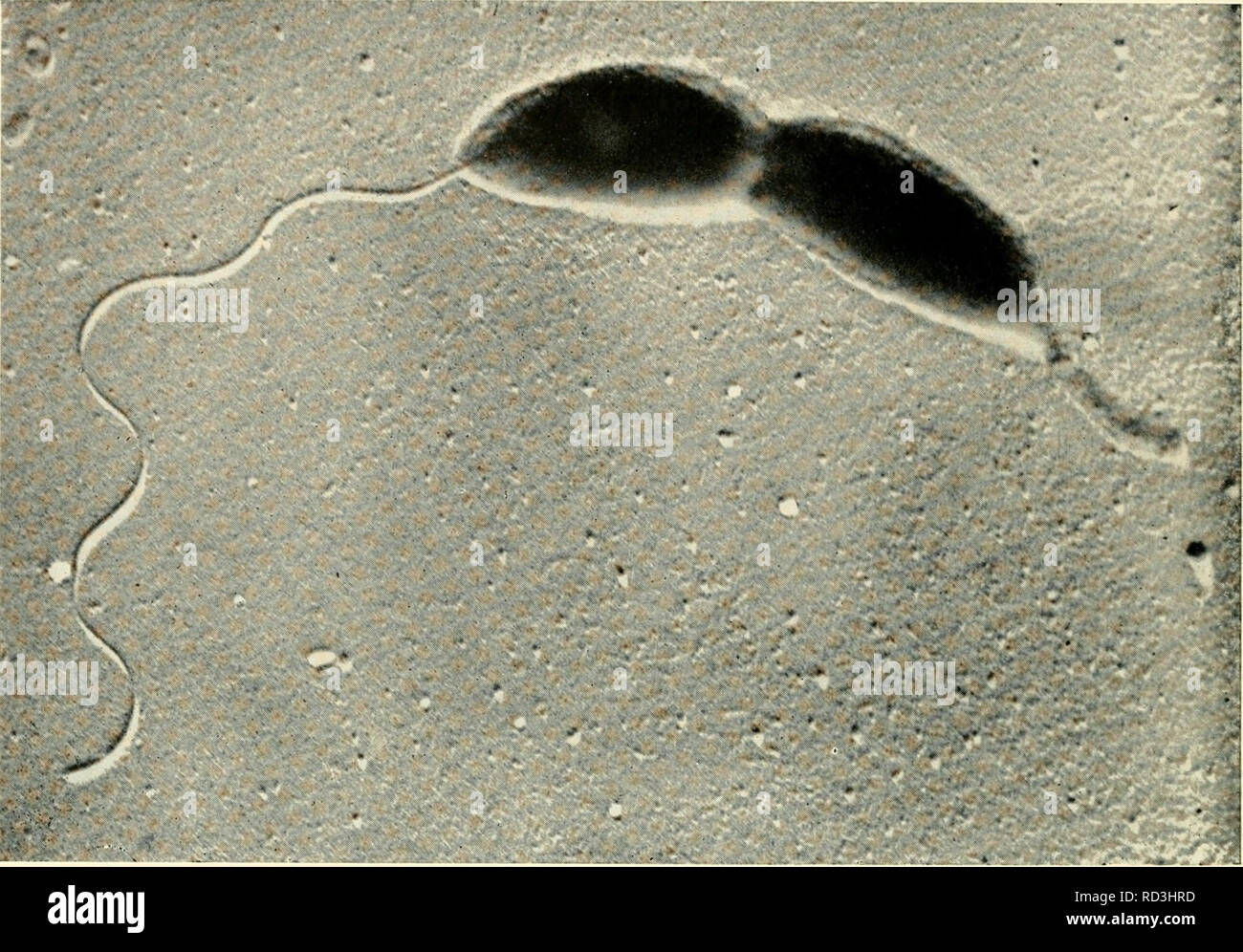 Caulobacteria hi-res stock photography and images - Alamy