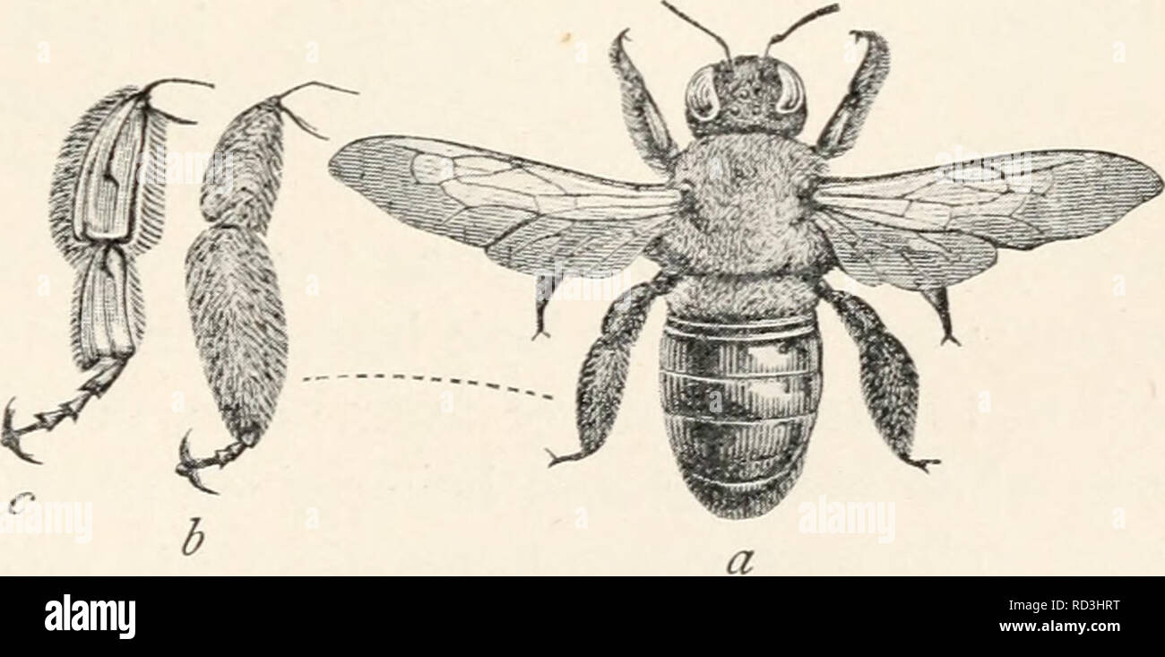 . Elementary entomology. Insects. HYMENOPTERA 269 m m The majority of ...