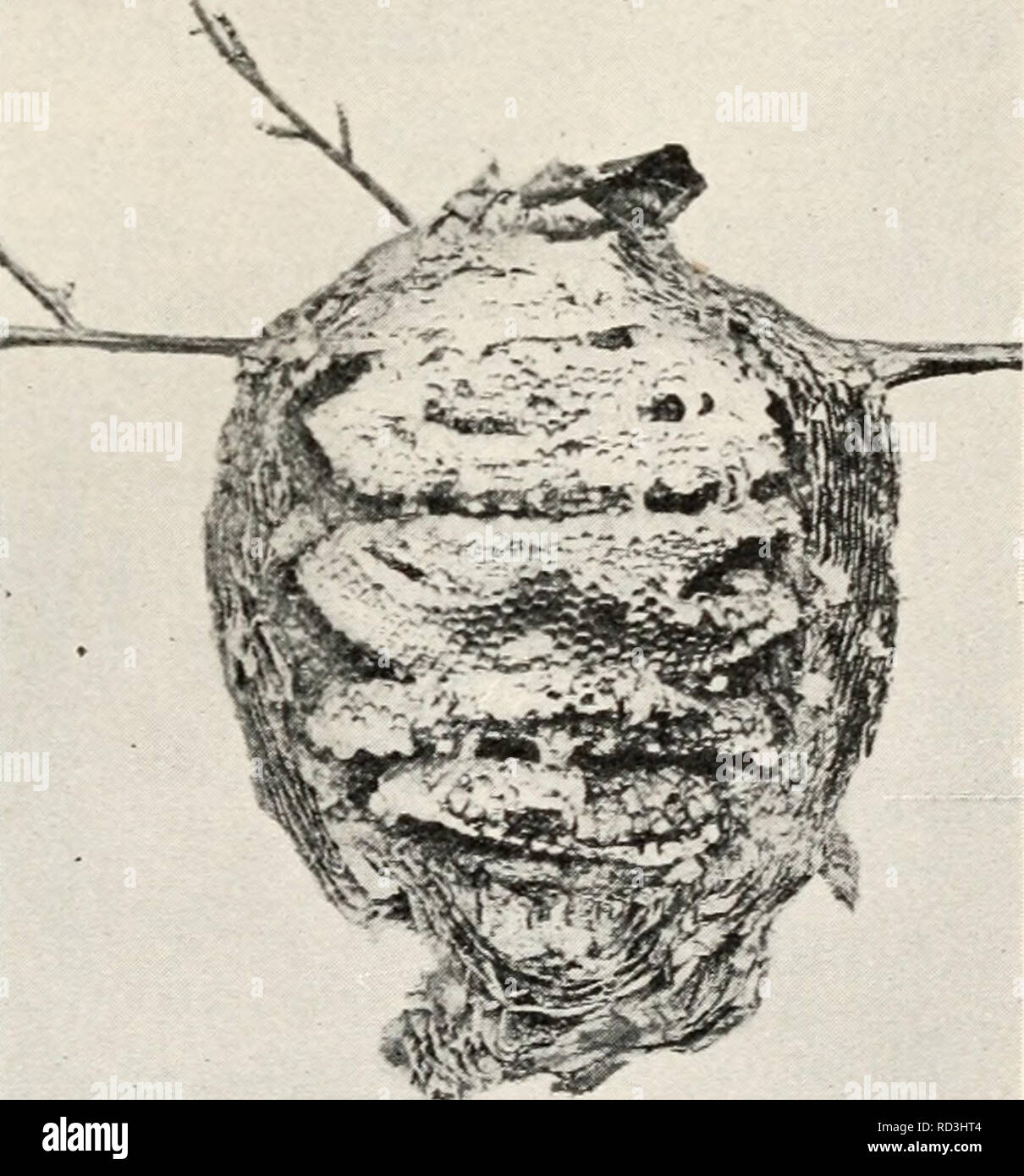 . Elementary entomology. Insects. FIG. 422. Nest of yellow-jacket ...