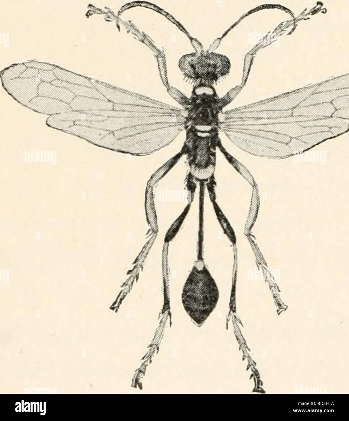 . Elementary entomology. Insects. FIG. 416. The tarantula-killer ...