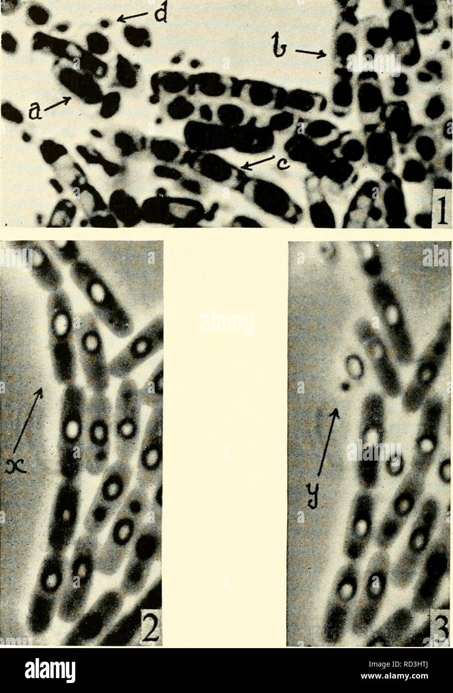 . The cytology and life-history of bacteria. Bacteria. no THE CYTOLOGY ...