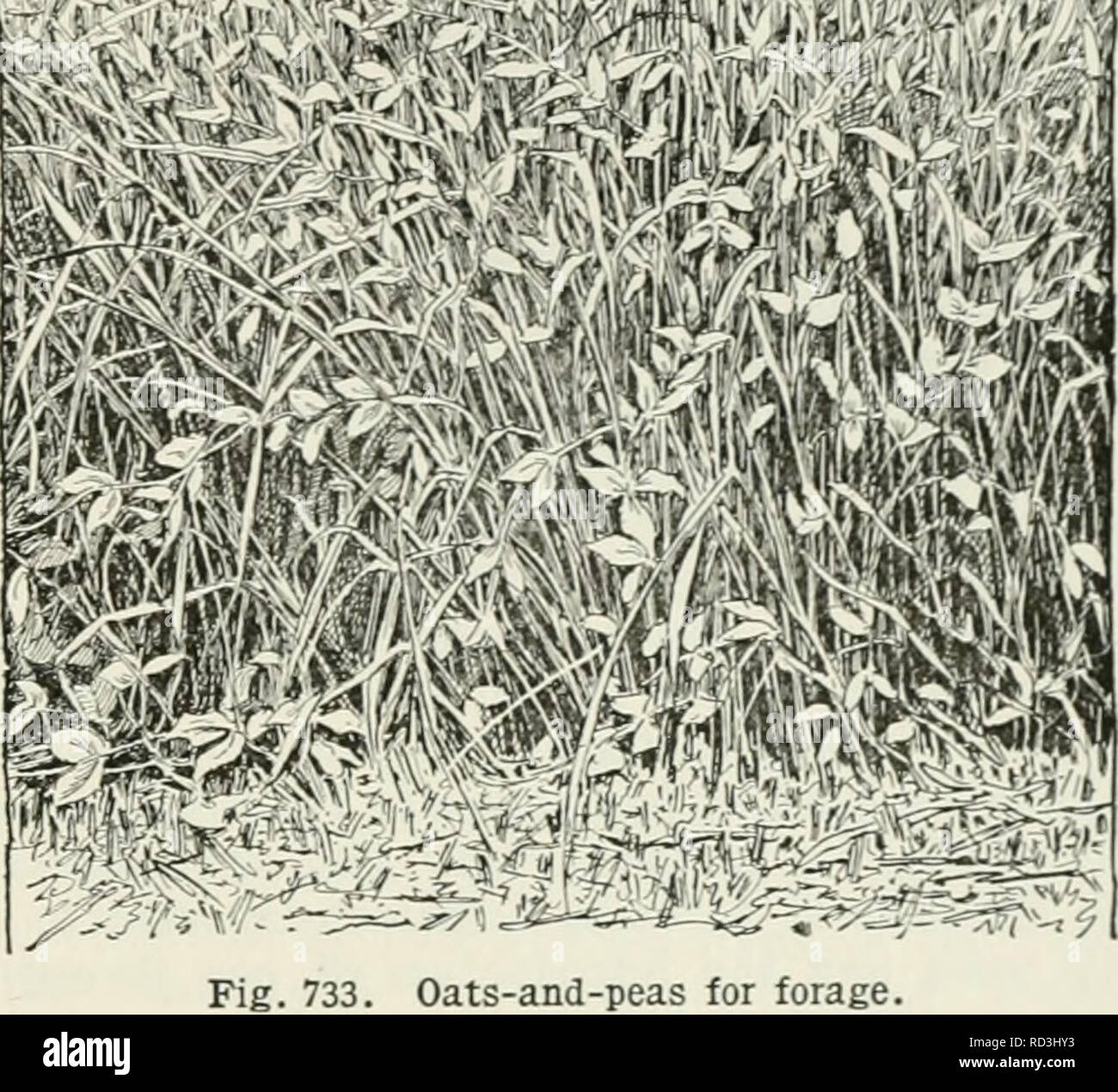 Smooth and wrinkled pea hi-res stock photography and images - Alamy