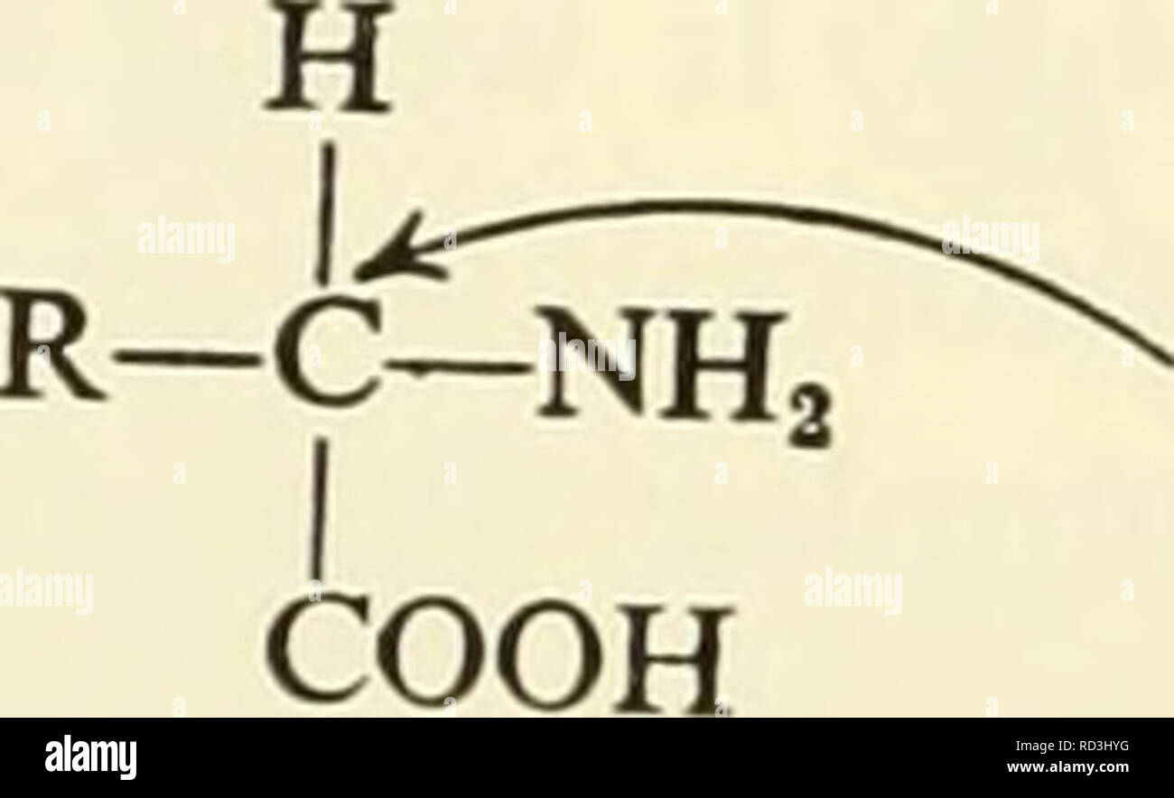 Chemical Structure Of Proteins