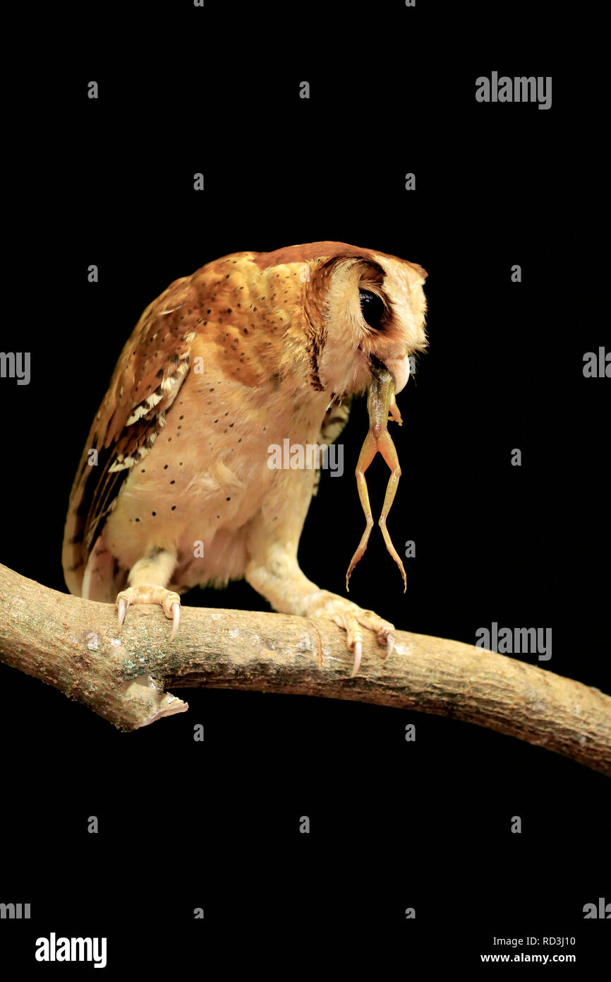 Frog owl hi-res stock photography and images - Alamy