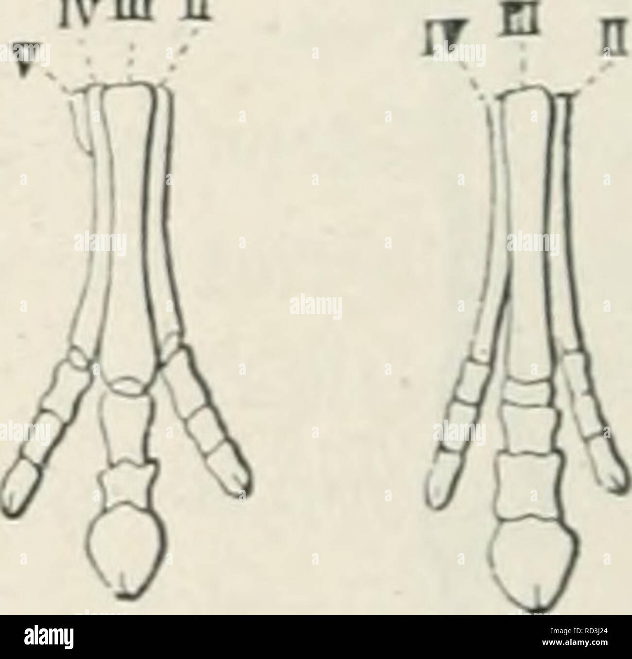 Evolution des pferdes hi-res stock photography and images - Alamy
