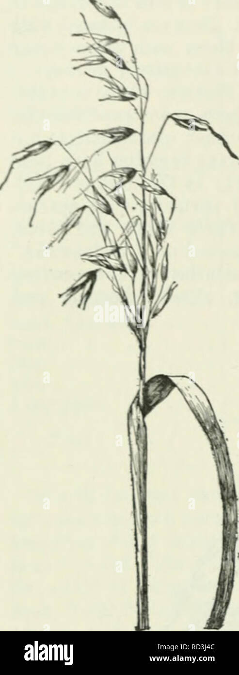 Classification of oats hi-res stock photography and images - Alamy