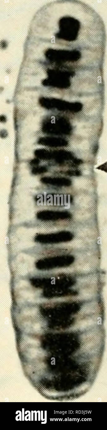 . The cytology and life-history of bacteria. Bacteria. % %. (Reproduced ...
