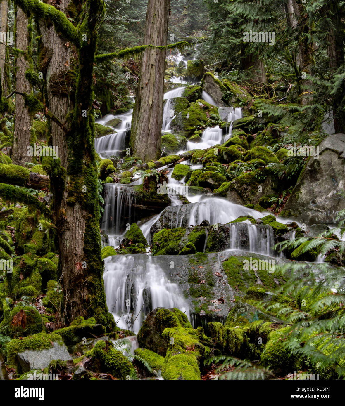 Lush forest waterfall hi-res stock photography and images - Alamy