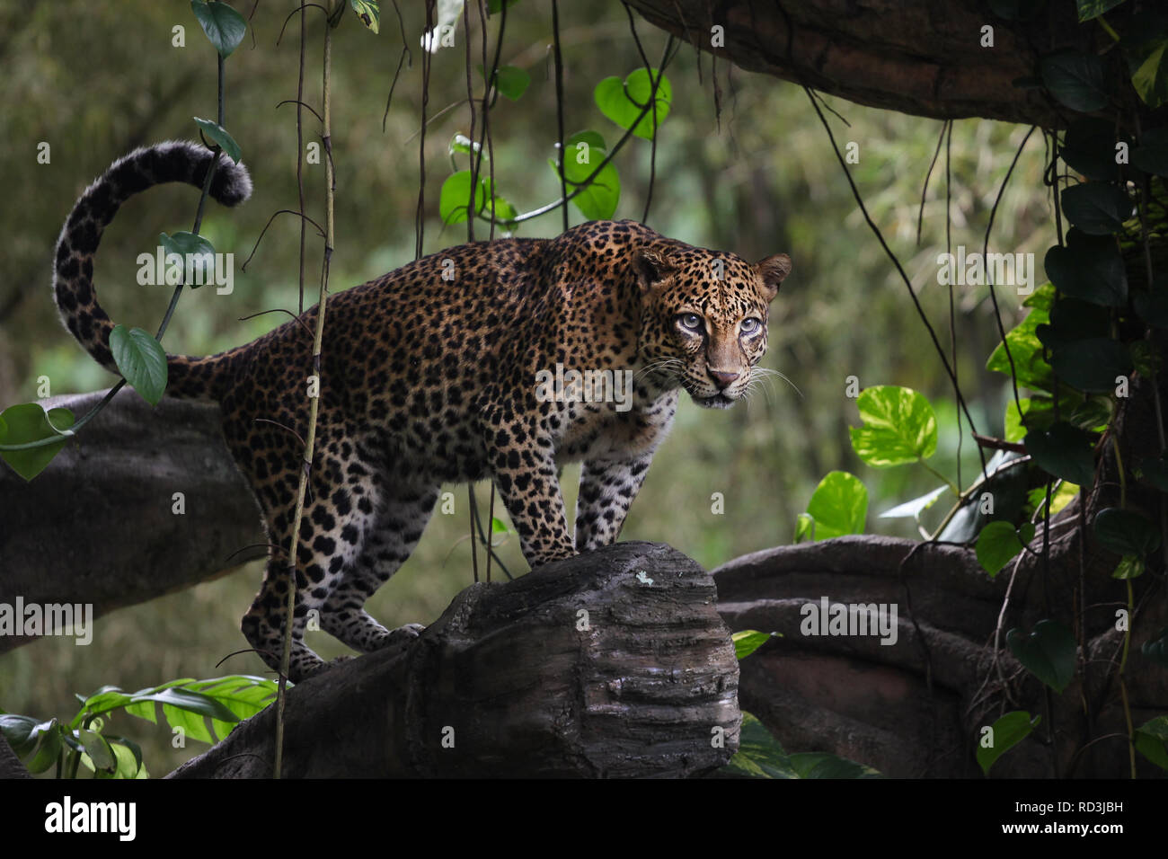 Leopard standing hi-res stock photography and images - Alamy