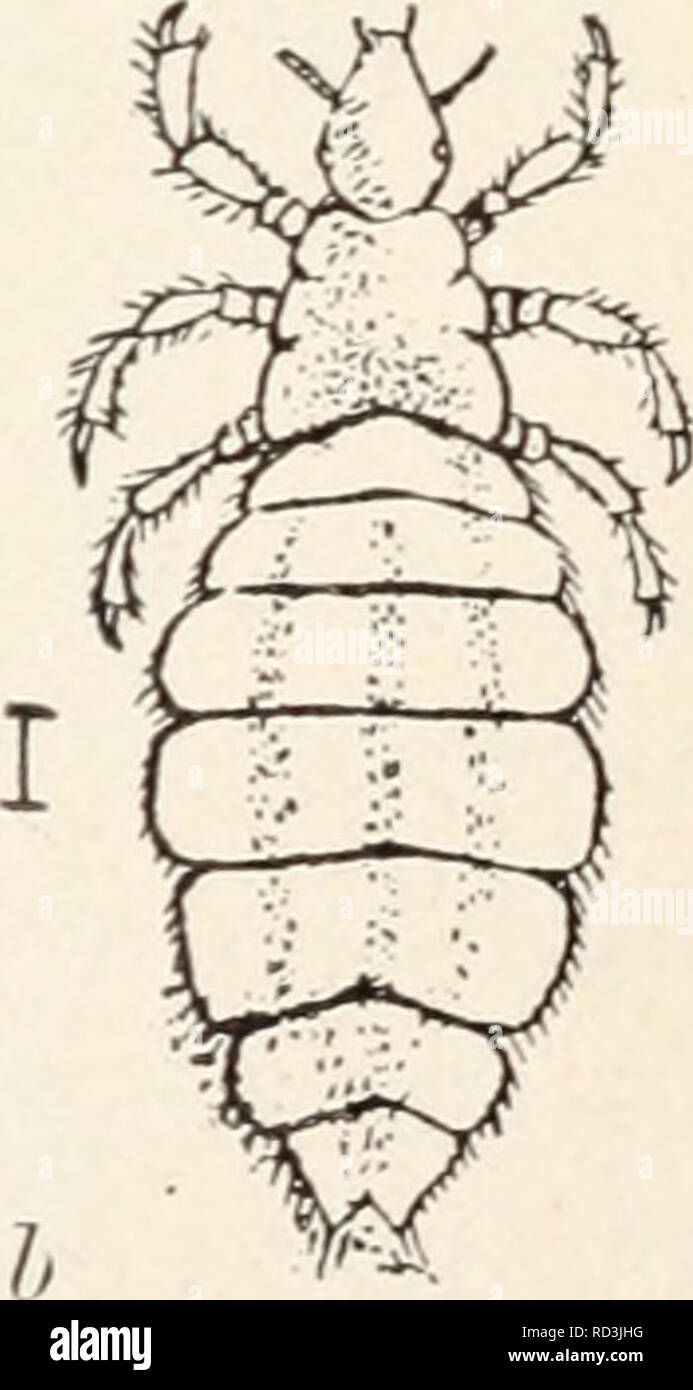 Lice in clothing hi-res stock photography and images - Alamy