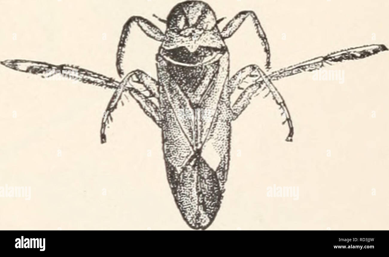 . Elementary entomology. Insects. FIG. 142. A water-scorpion ...