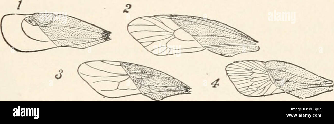 . Elementary entomology. Insects. CHAPTER XI THE TRUE BUGS, APHIDES ...
