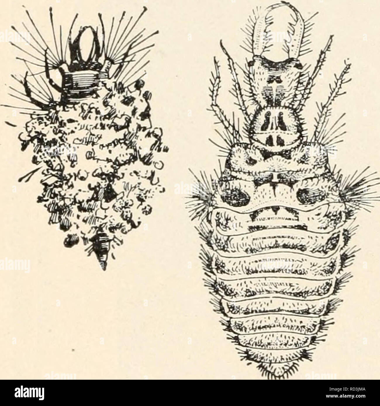 . Elementary entomology. Insects. ELEMENTARY ENT( )MOLOGY The aphis ...